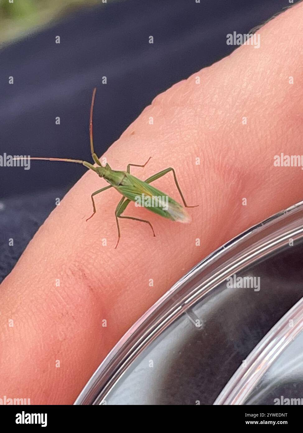 Grass bug (Stenodema laevigata Stock Photo - Alamy