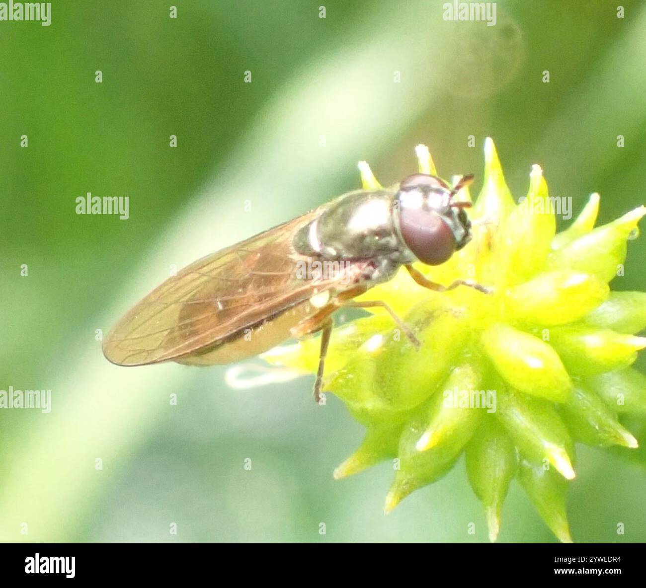 Variable Duskyface Fly (Melanostoma mellinum Stock Photo - Alamy
