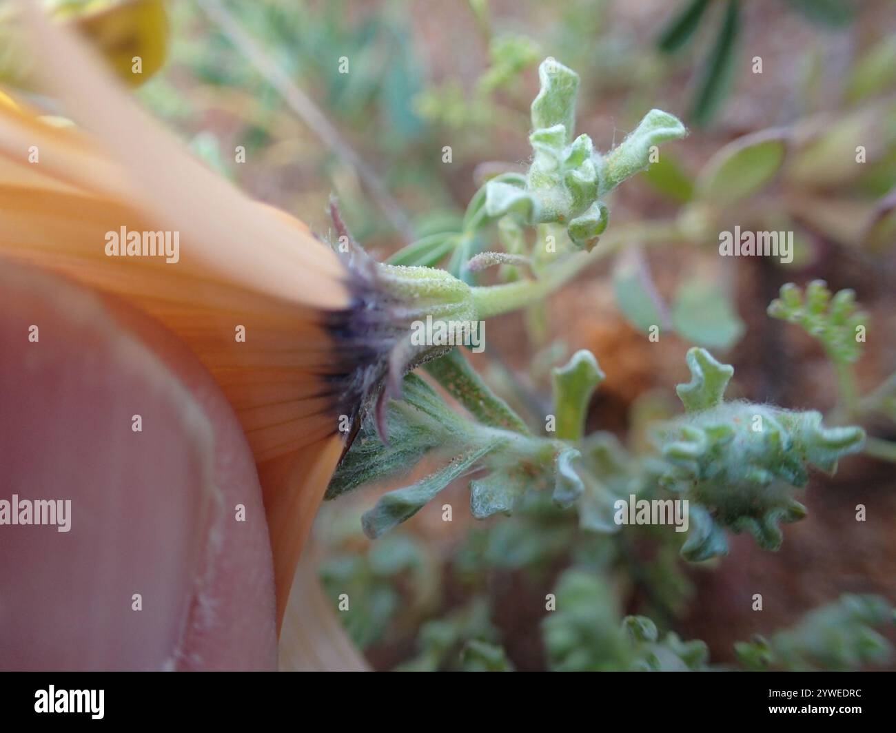Cape marigold (Dimorphotheca sinuata Stock Photo - Alamy