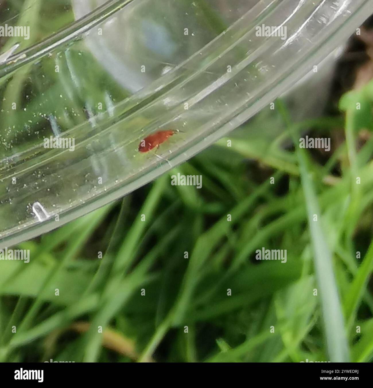 Minute pirate bugs (Anthocoridae Stock Photo - Alamy