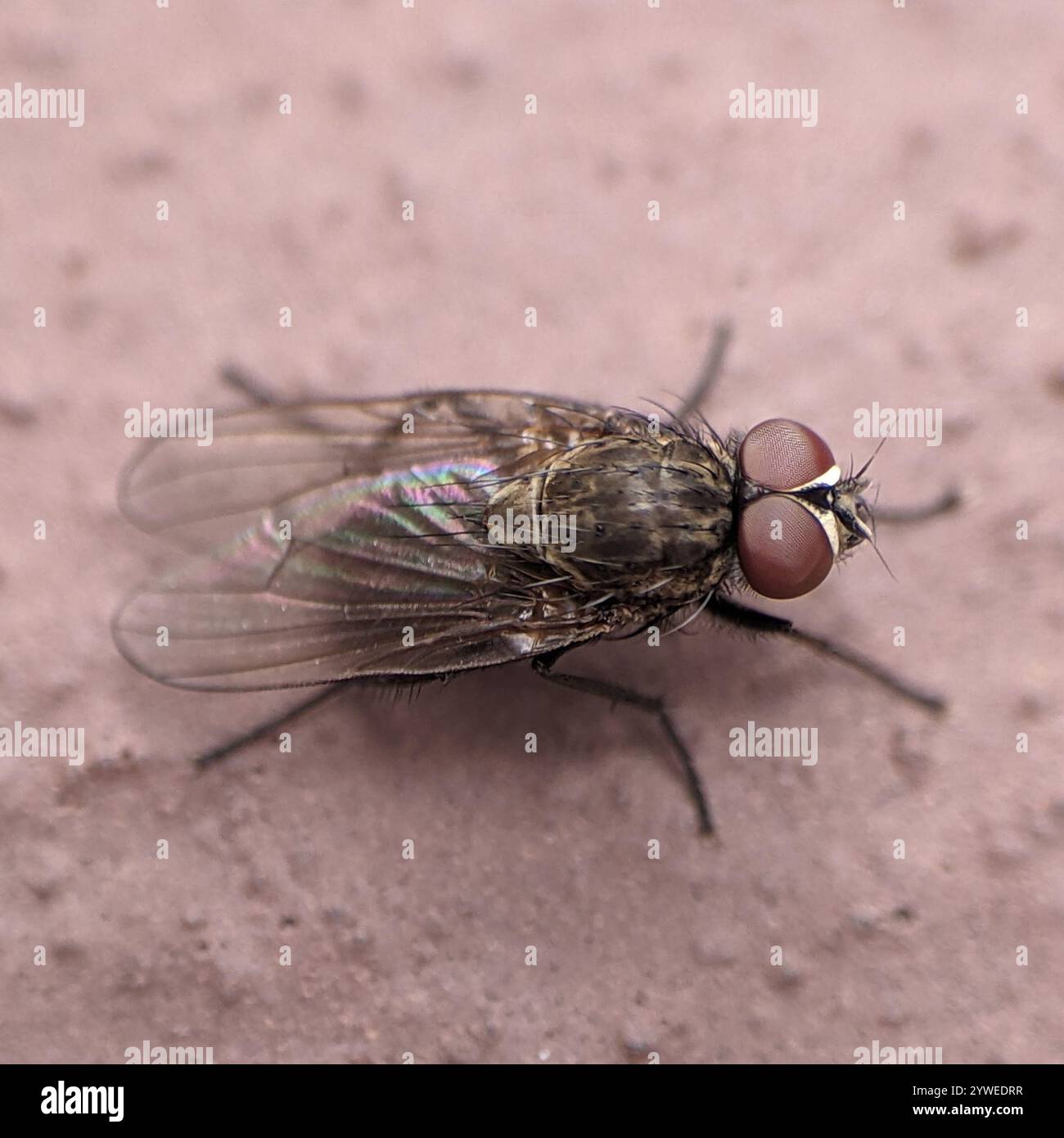 Root-maggot Flies (Anthomyiidae Stock Photo - Alamy