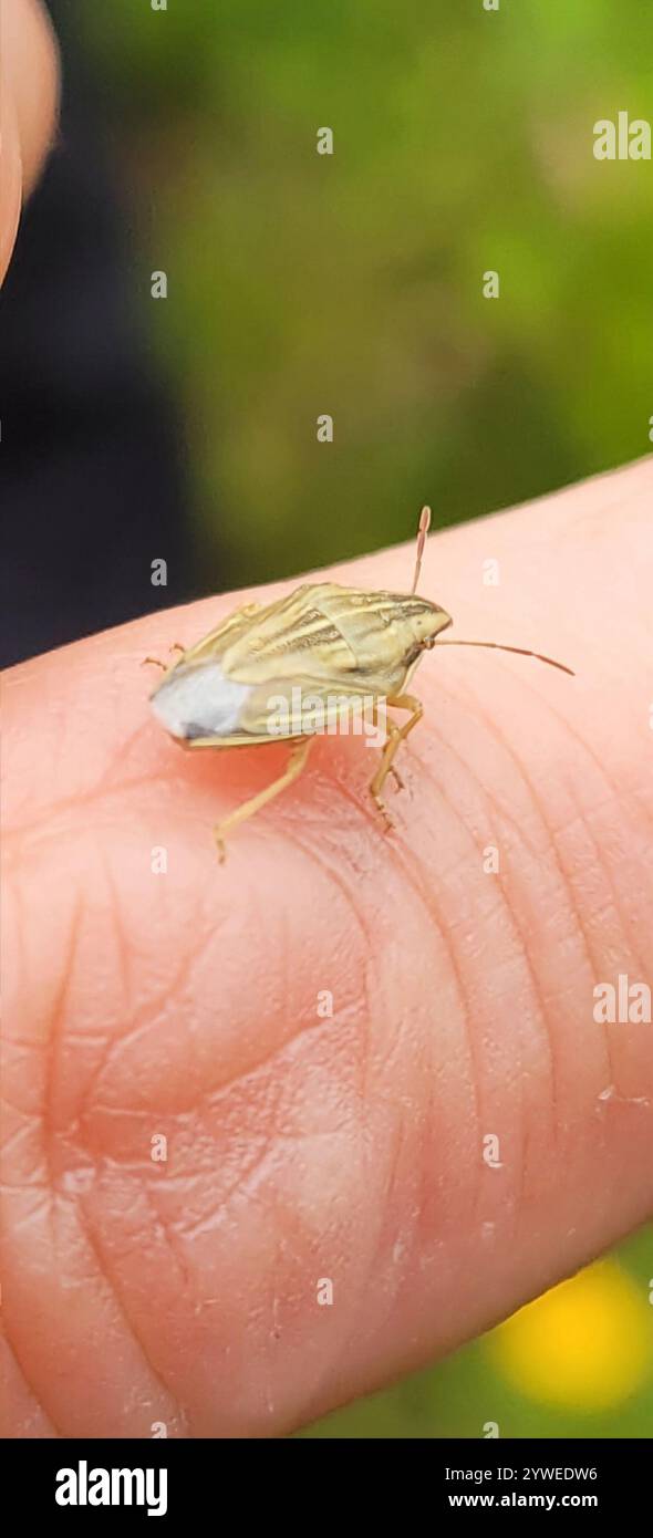 Bishop's Mitre Shield Bug (Aelia acuminata Stock Photo - Alamy