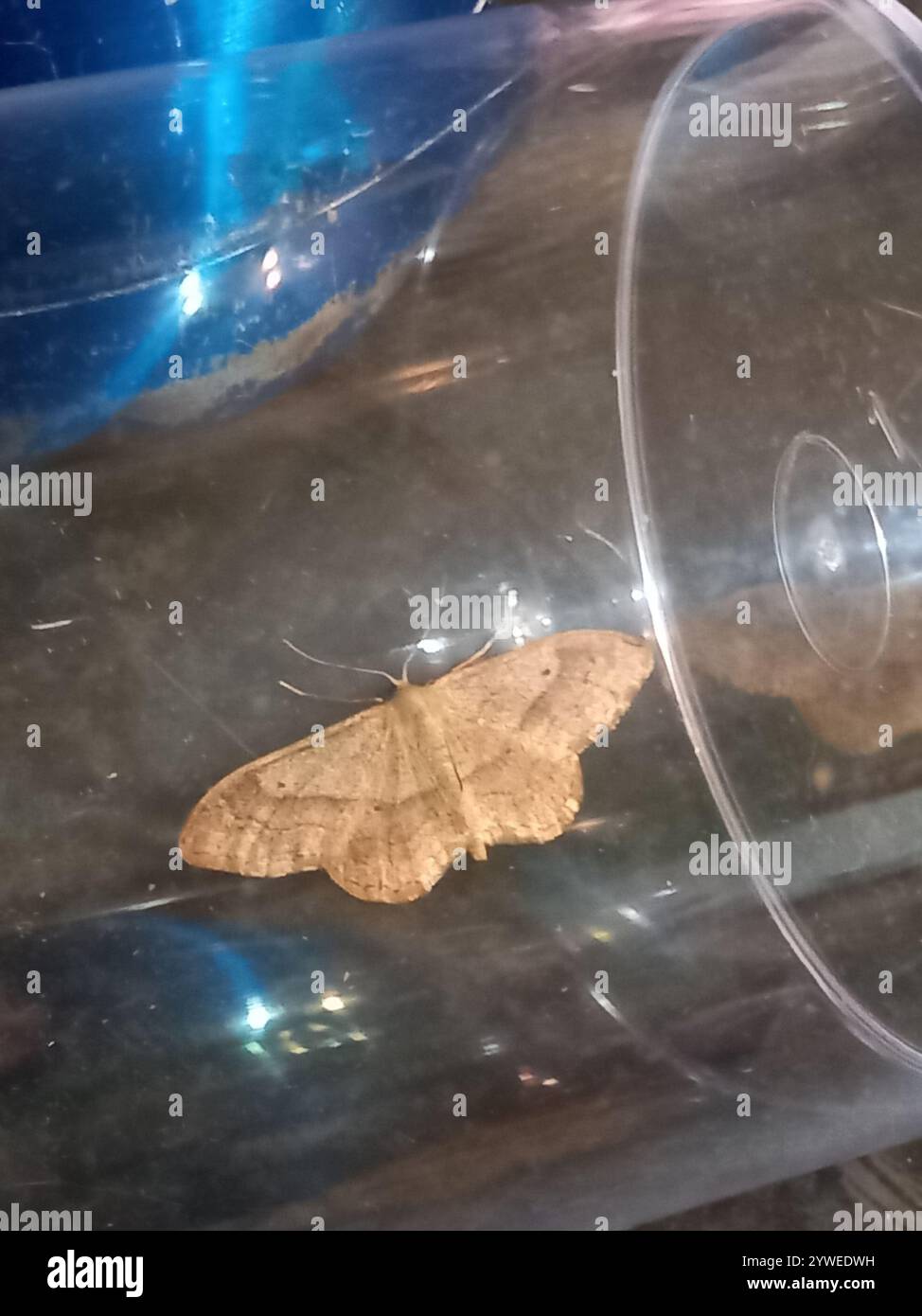 Riband Wave (Idaea aversata Stock Photo - Alamy