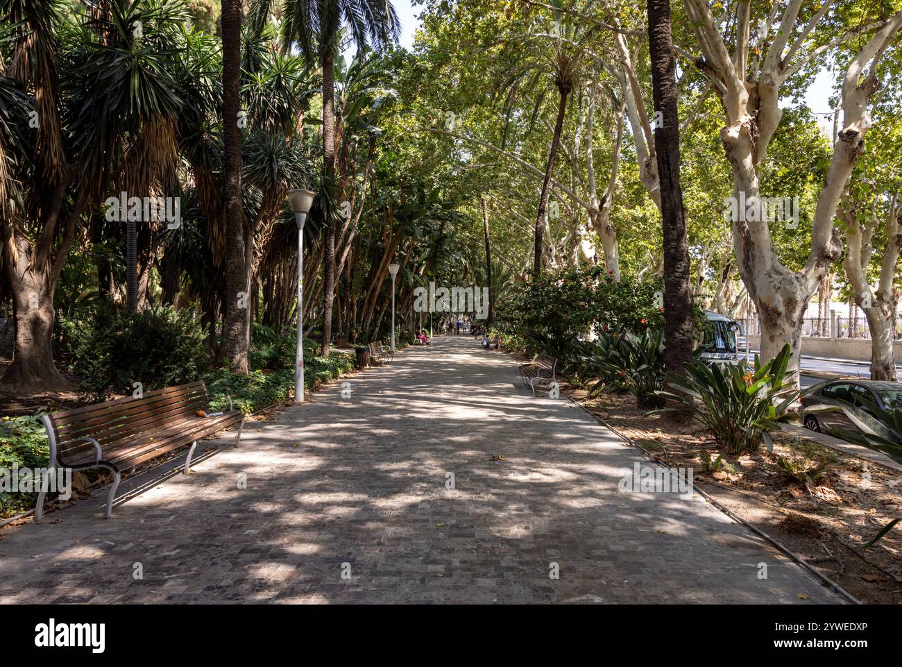 The Paseo del Parque in Malaga. Shaded by palm trees and plane-trees ...