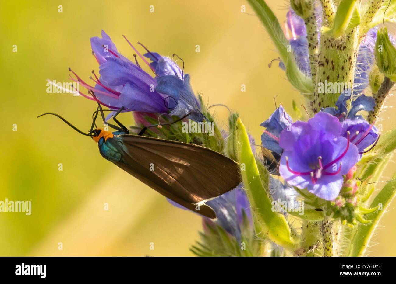 Virginia Ctenucha Moth (Ctenucha virginica Stock Photo - Alamy