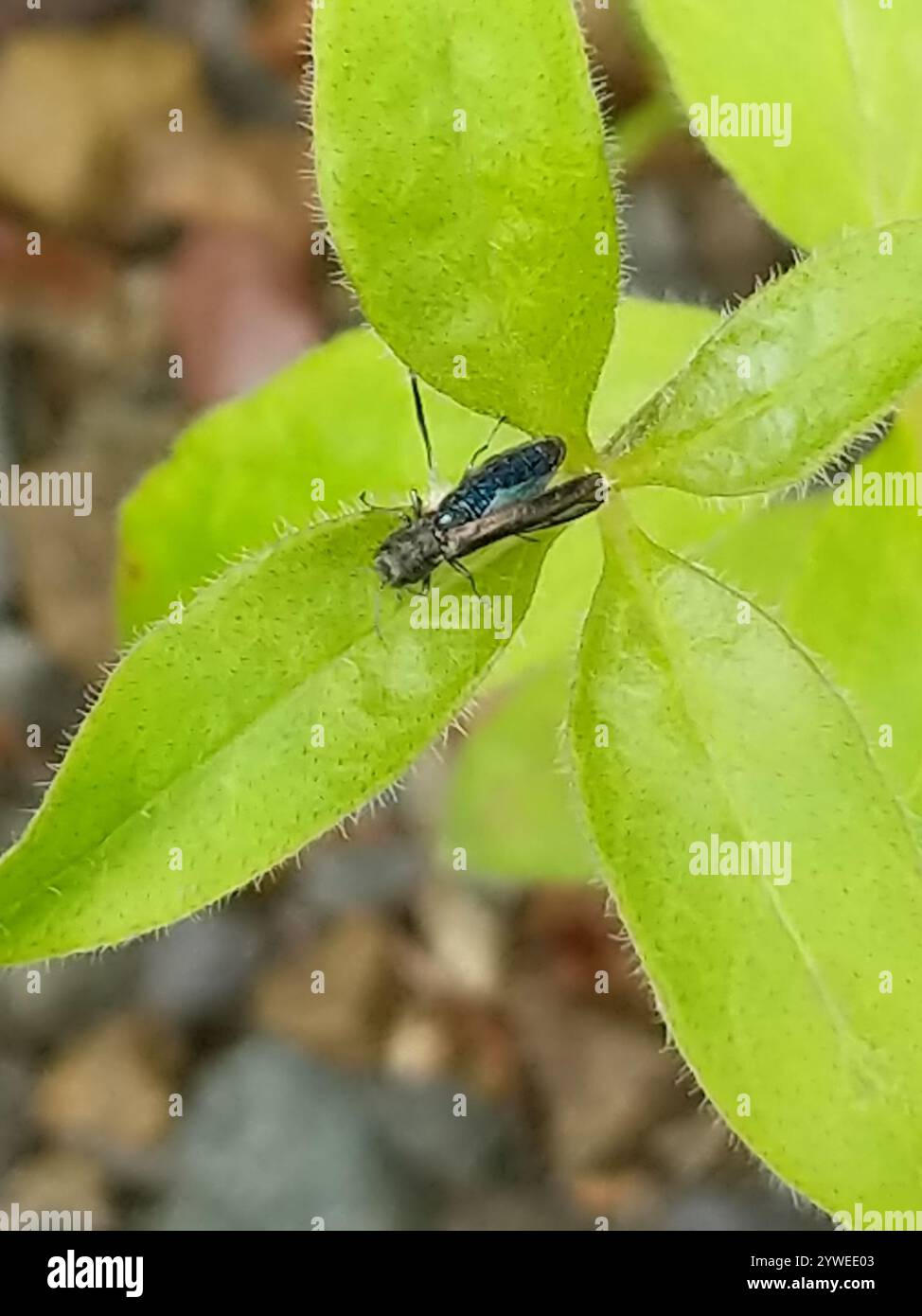 Agrilus hi-res stock photography and images - Alamy