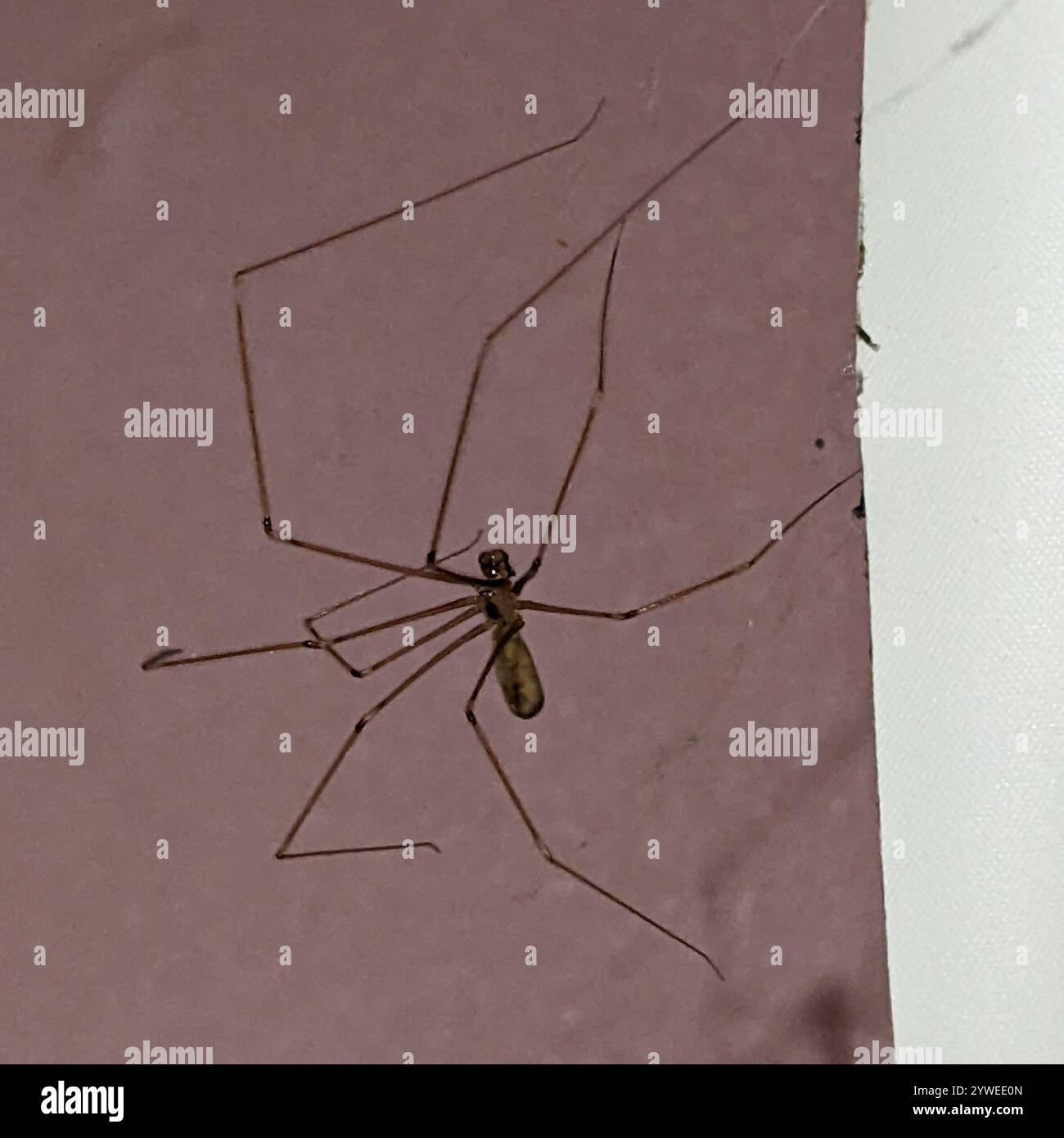 Common Cellar Spiders (Pholcus Stock Photo - Alamy