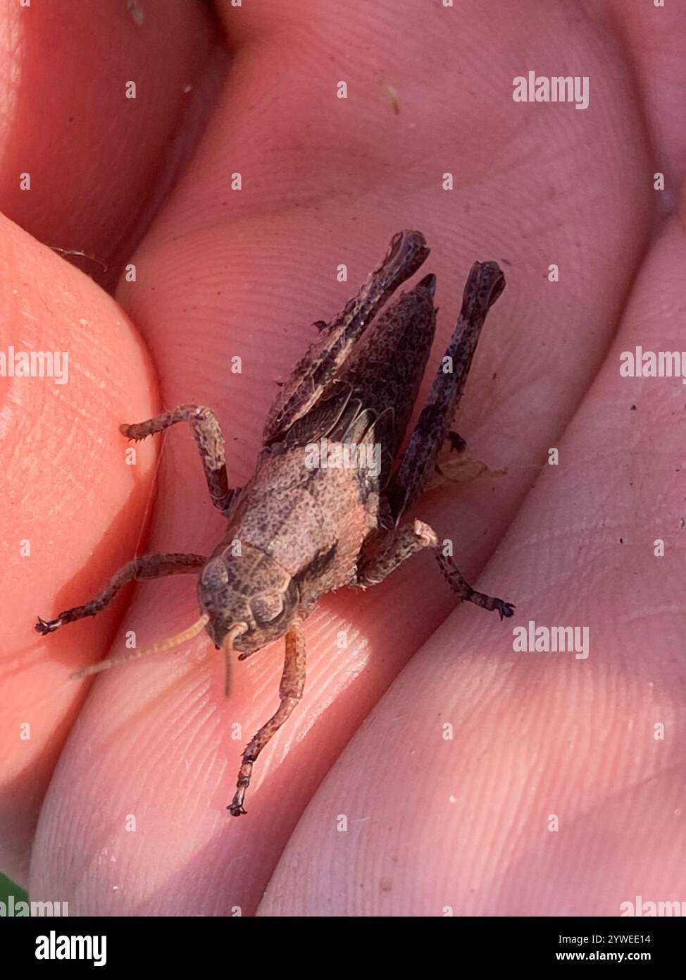 Huron Short-winged Locust (Melanoplus huroni Stock Photo - Alamy