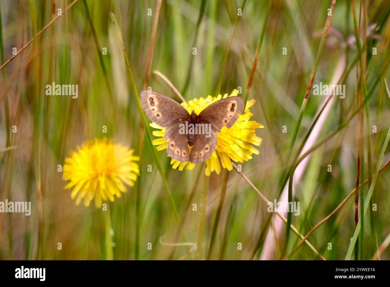 Common Alpine (Erebia epipsodea Stock Photo - Alamy