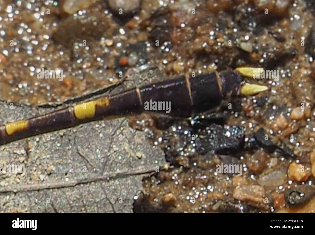 Common Sanddragon (Progomphus obscurus Stock Photo - Alamy
