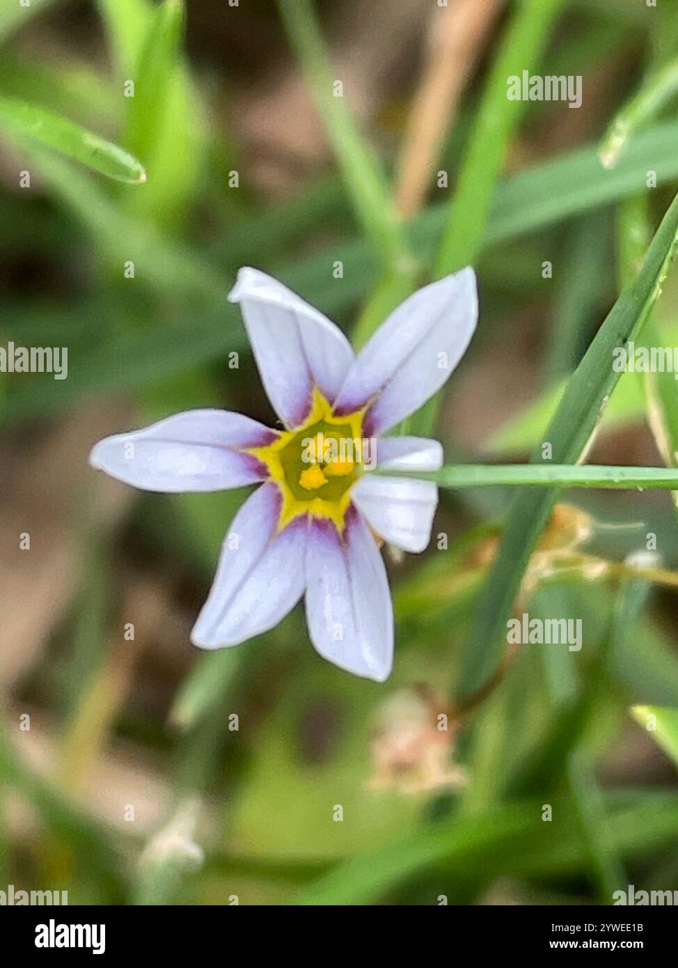 Pigroot hi-res stock photography and images - Alamy