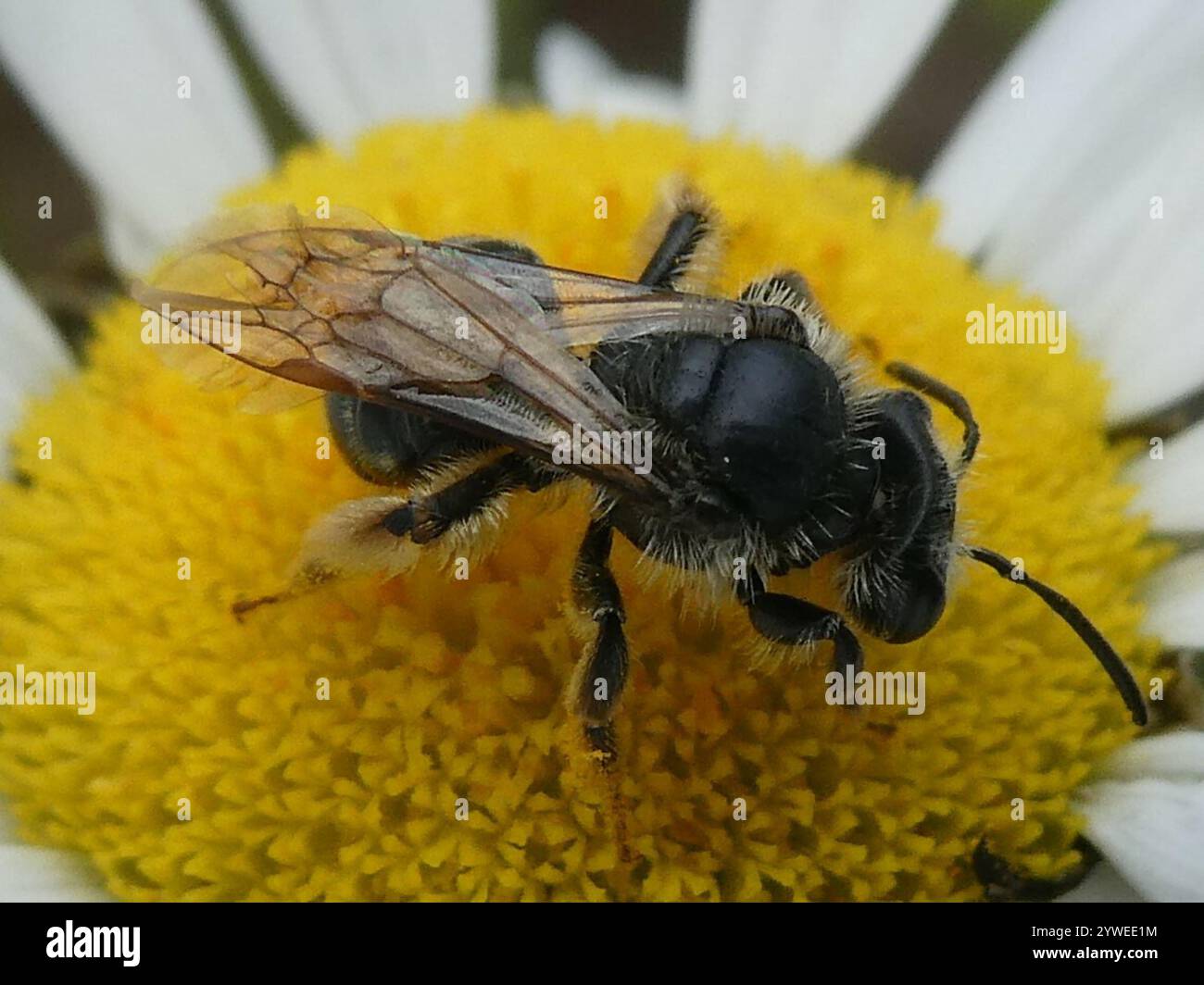 Mining Bees (Andrena Stock Photo - Alamy