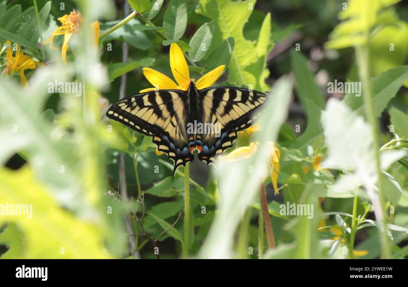 Canadian Tiger Swallowtail (Papilio canadensis Stock Photo - Alamy