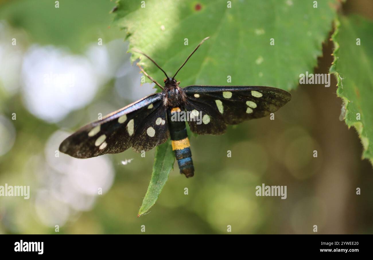 Nine-spotted Moth (Amata phegea Stock Photo - Alamy