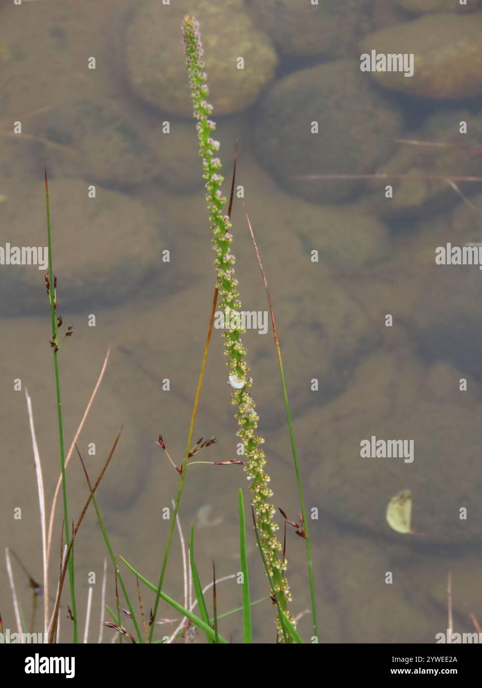 common arrowgrass (Triglochin maritima Stock Photo - Alamy