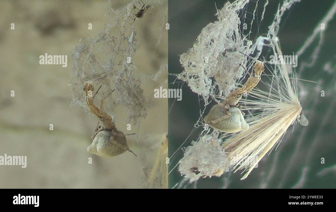 Feather-legged Lace Weaver (Uloborus plumipes Stock Photo - Alamy