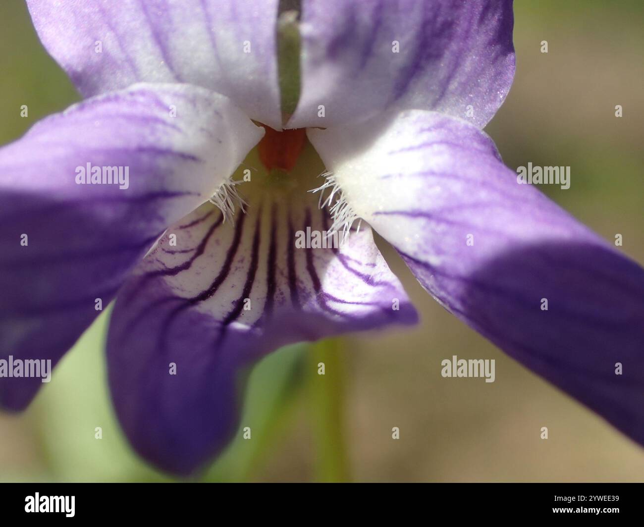 eastern American blue violets (Borealiamericanae Stock Photo - Alamy