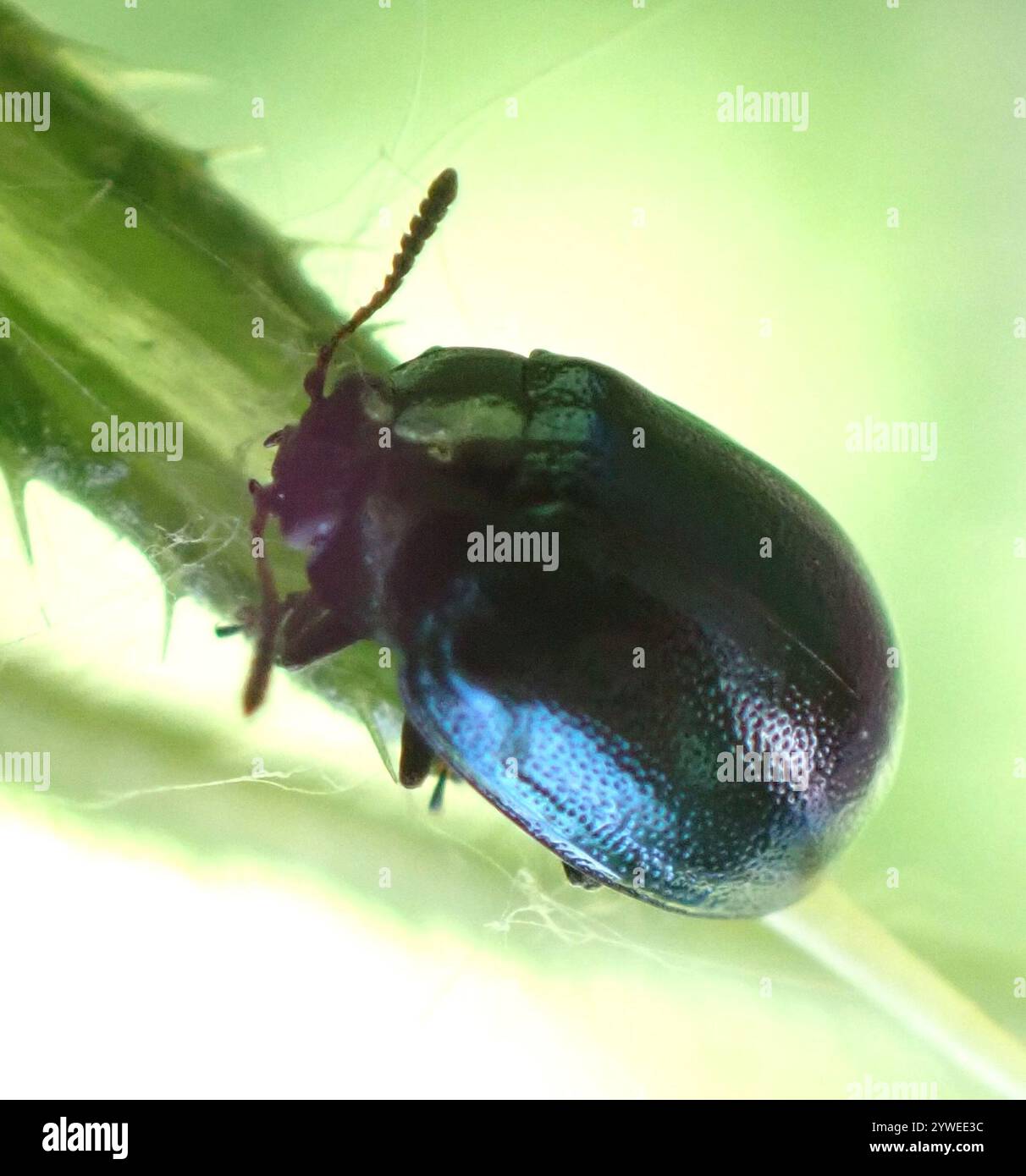 Willow Leaf Beetle (Plagiodera versicolora Stock Photo - Alamy