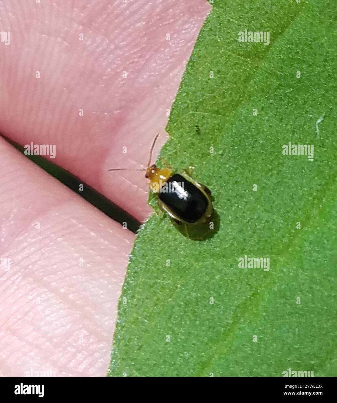 Flea Beetles (Alticini Stock Photo - Alamy