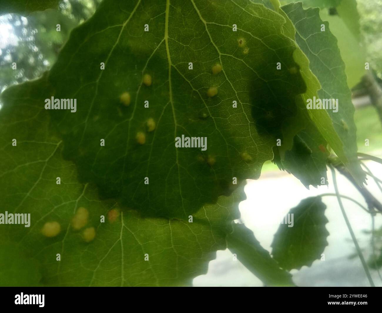 Gall and Rust Mites (Eriophyidae Stock Photo - Alamy