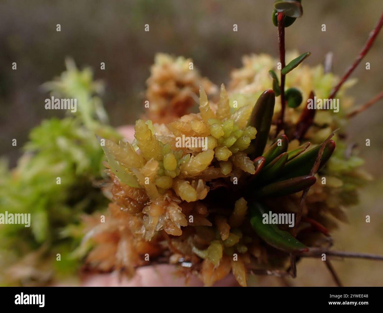 Papillose Peatmoss (Sphagnum papillosum Stock Photo - Alamy