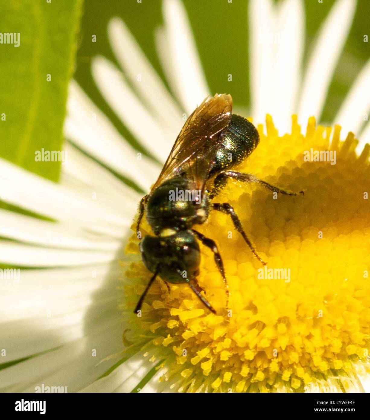 Small Carpenter Bees (Ceratina Stock Photo - Alamy