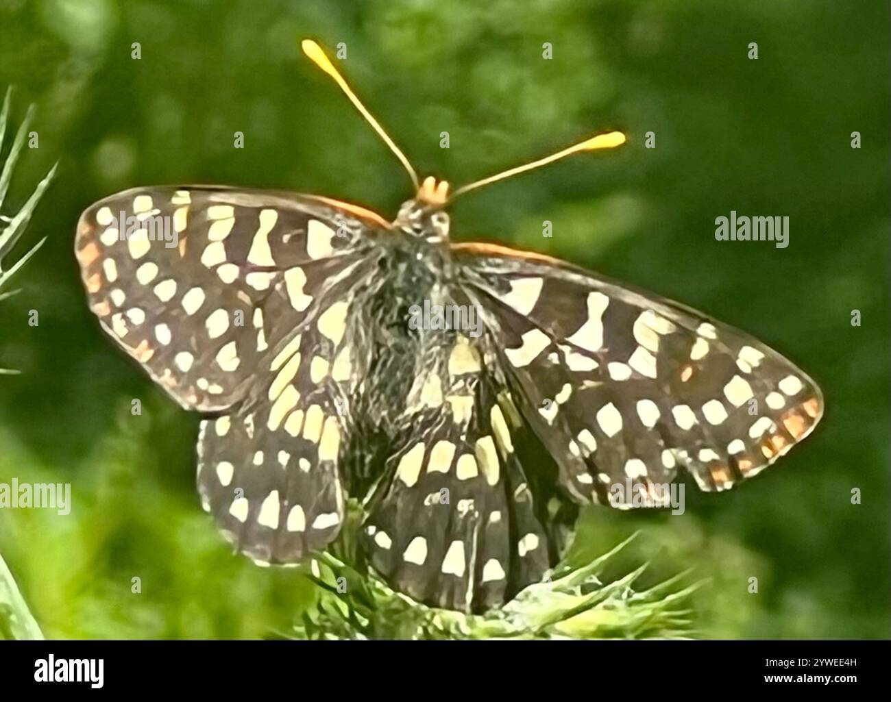 Variable Checkerspot (Euphydryas chalcedona Stock Photo - Alamy