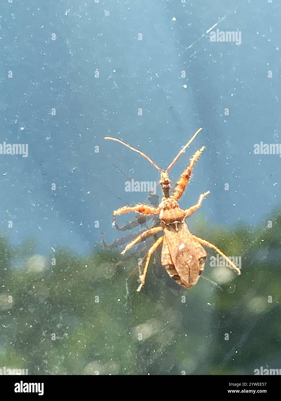 Spiny assassin bug hi-res stock photography and images - Alamy