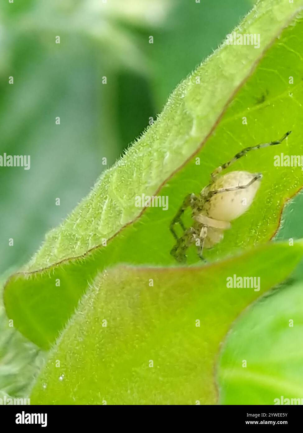Ghost Spiders (Anyphaenidae Stock Photo - Alamy