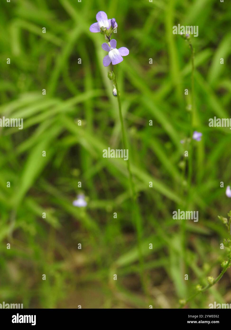 blue toadflax (Nuttallanthus canadensis Stock Photo - Alamy