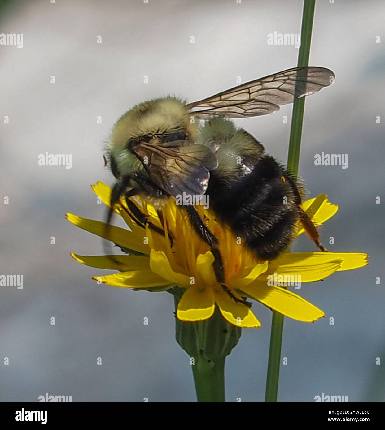 Two-spotted Bumble Bee (Bombus bimaculatus Stock Photo - Alamy