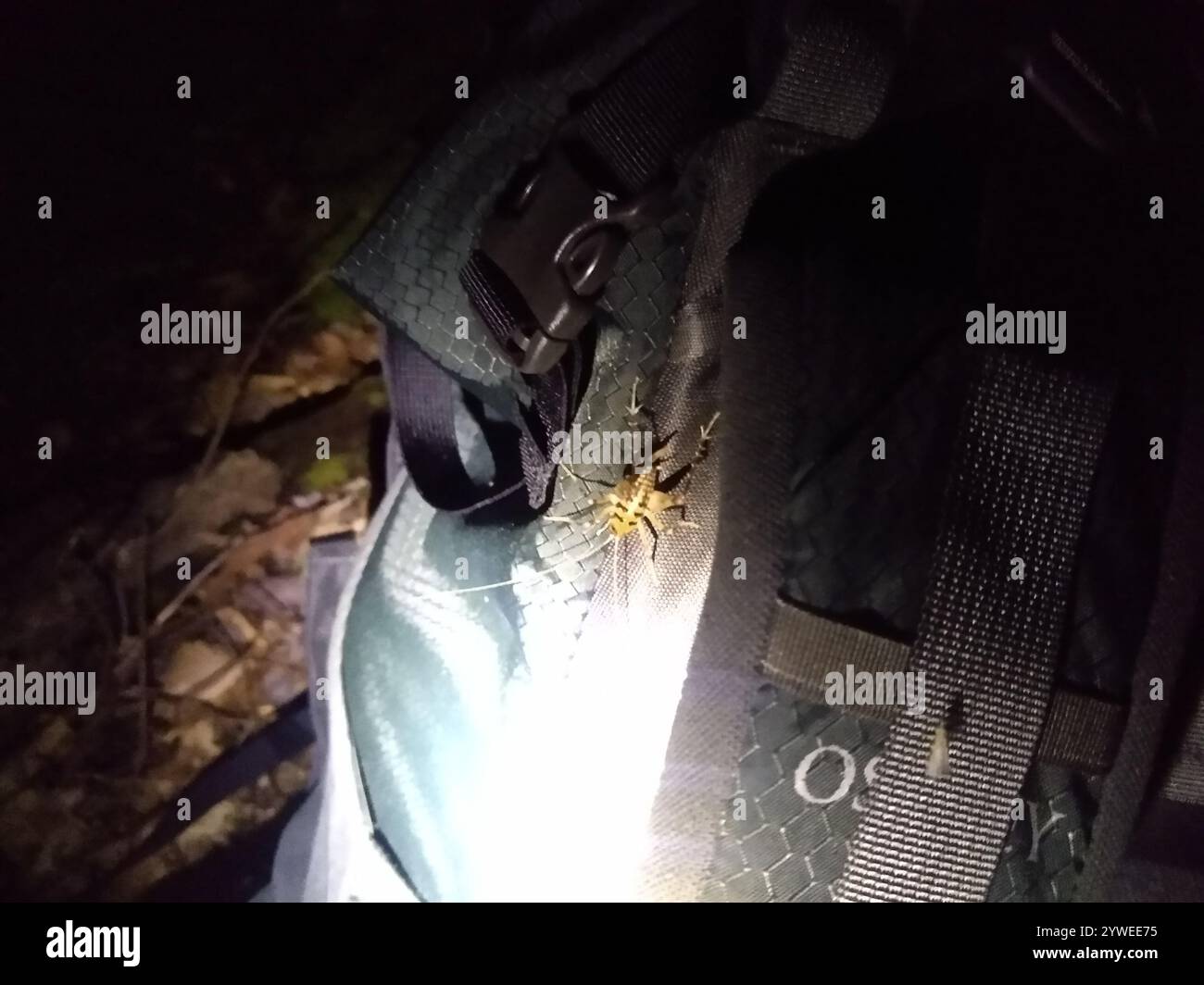 Camel Crickets, Cave Crickets, and Cave Wēta (Rhaphidophoridae Stock ...