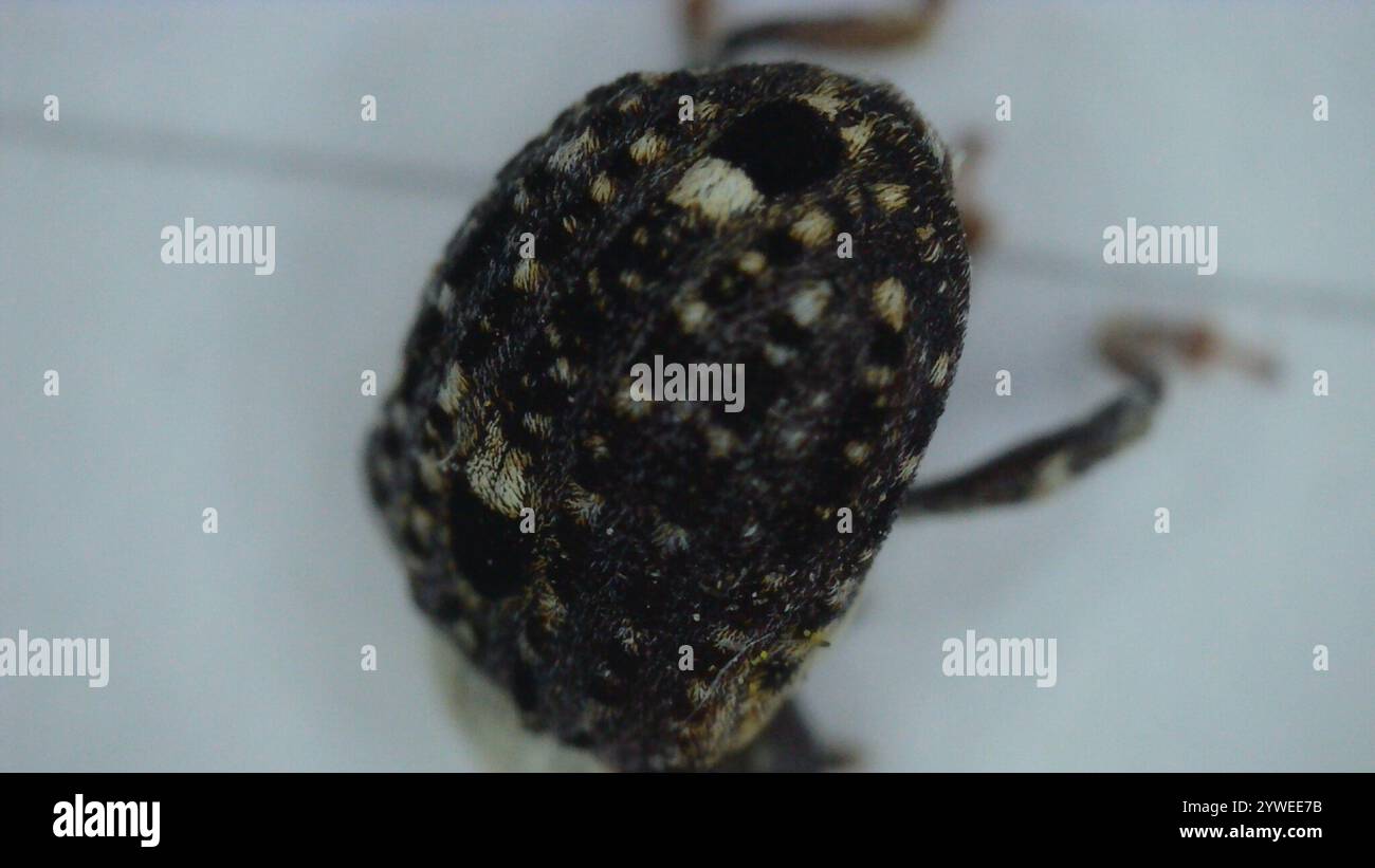 Figwort weevil hi-res stock photography and images - Alamy