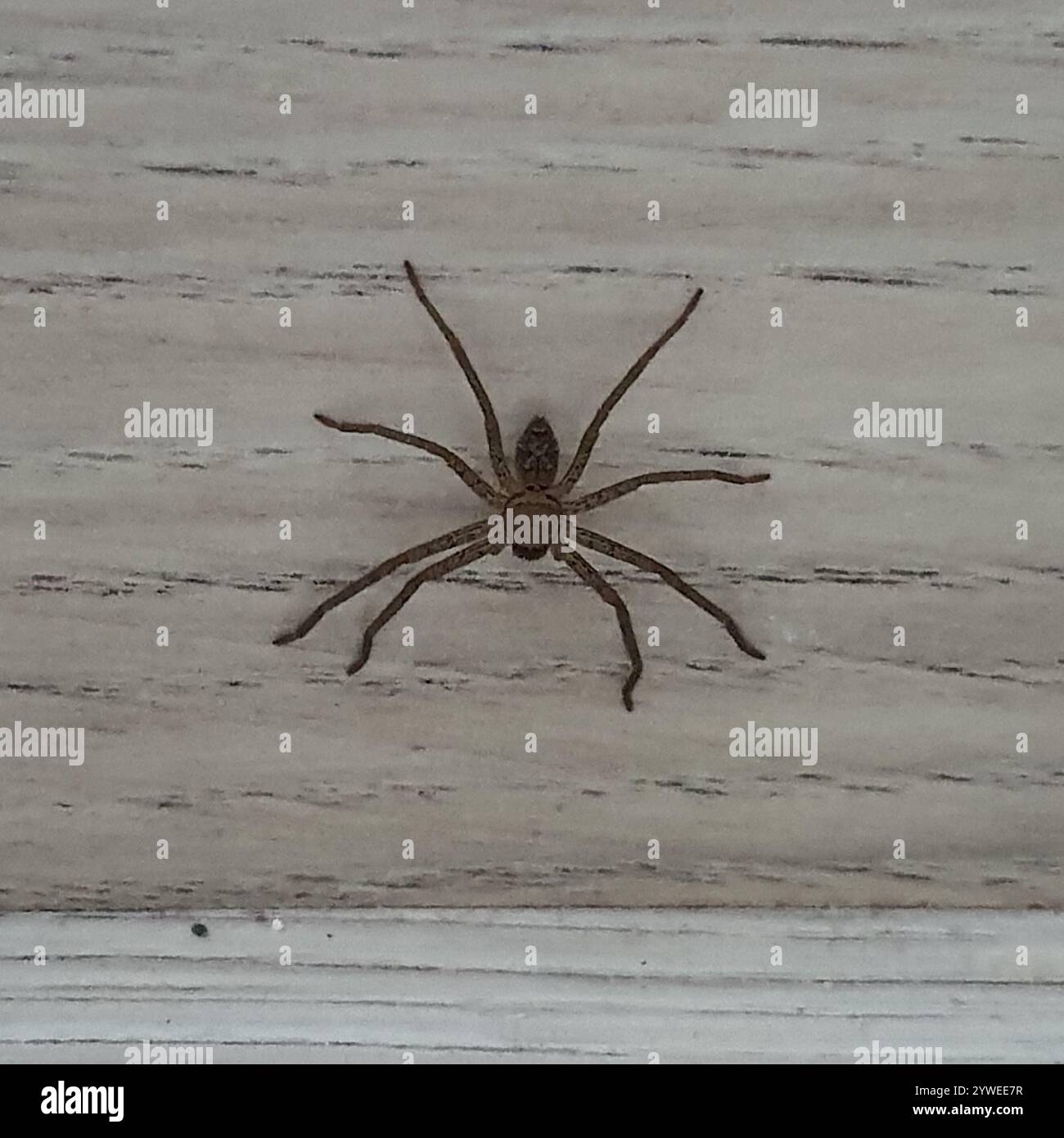 Pantropical Huntsman Spider (Heteropoda venatoria Stock Photo - Alamy