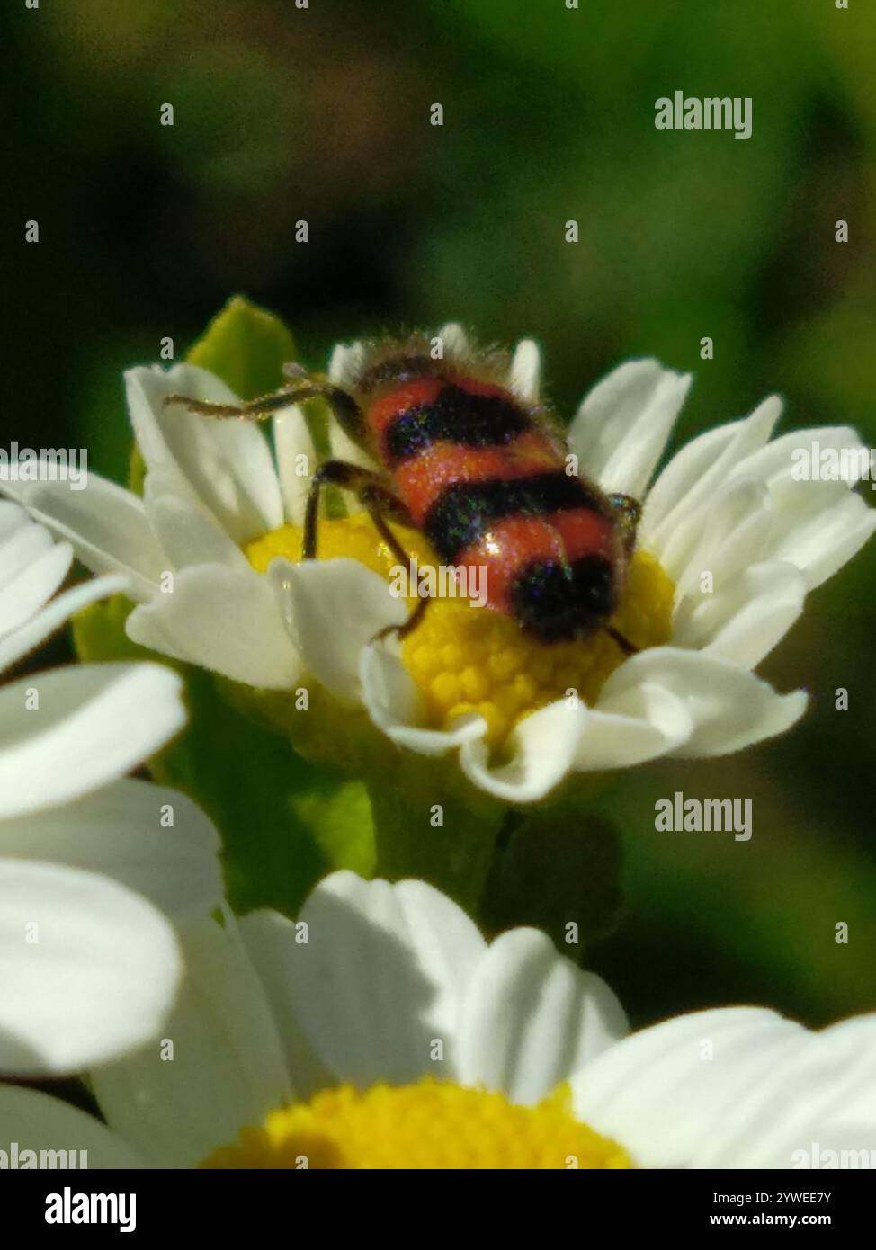 Bee-eating Beetle (Trichodes apiarius Stock Photo - Alamy