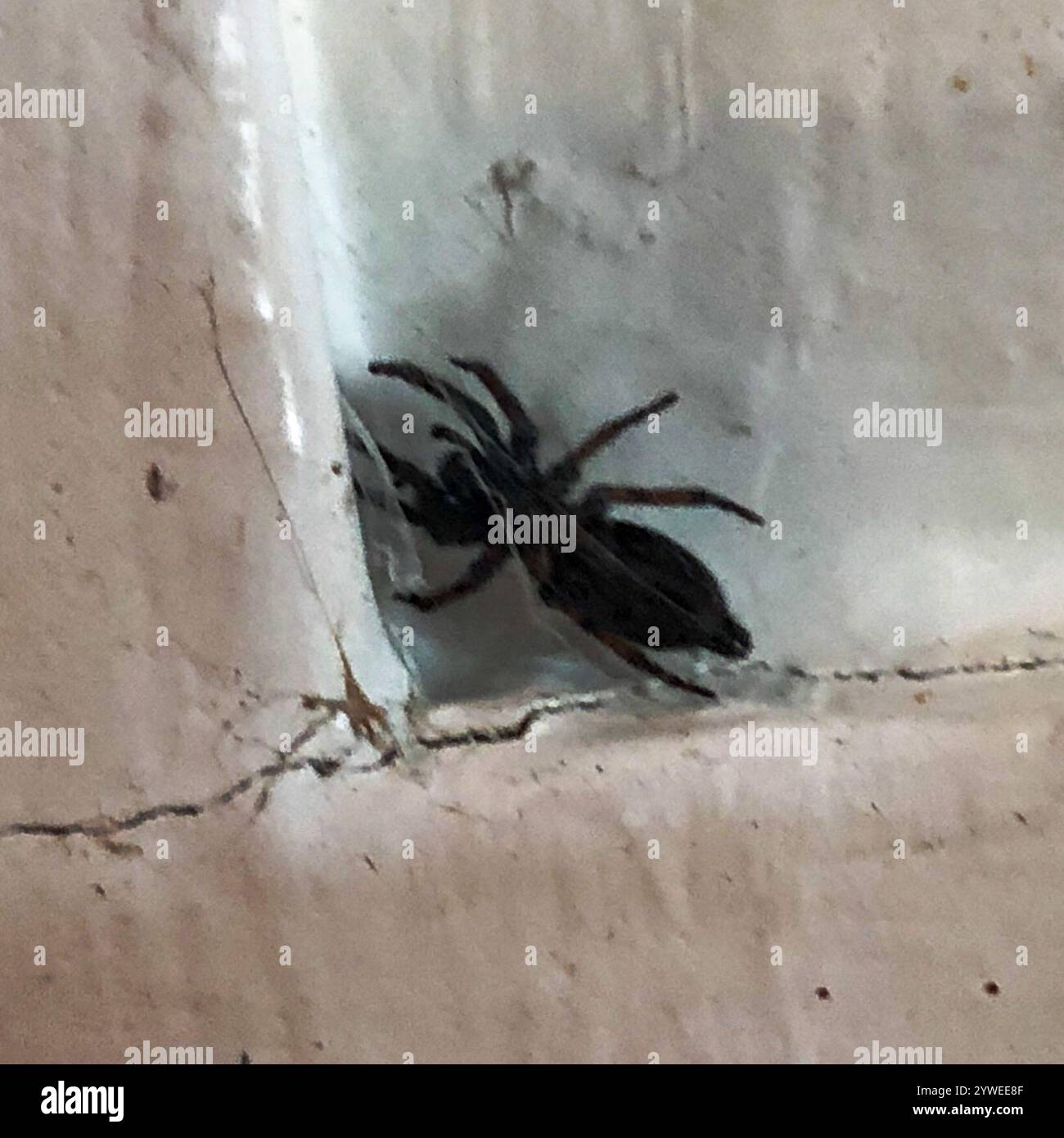 Eastern Parson Spider (Herpyllus ecclesiasticus Stock Photo - Alamy