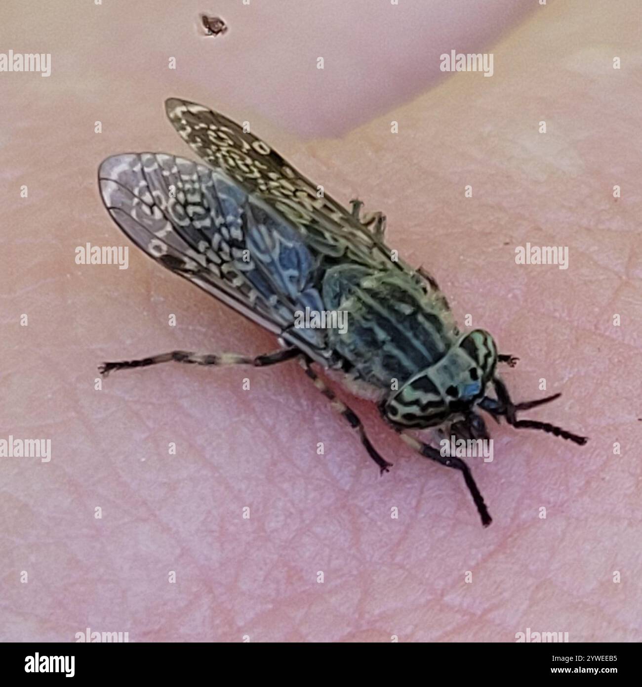 Notch-horned Cleg (Haematopota pluvialis Stock Photo - Alamy