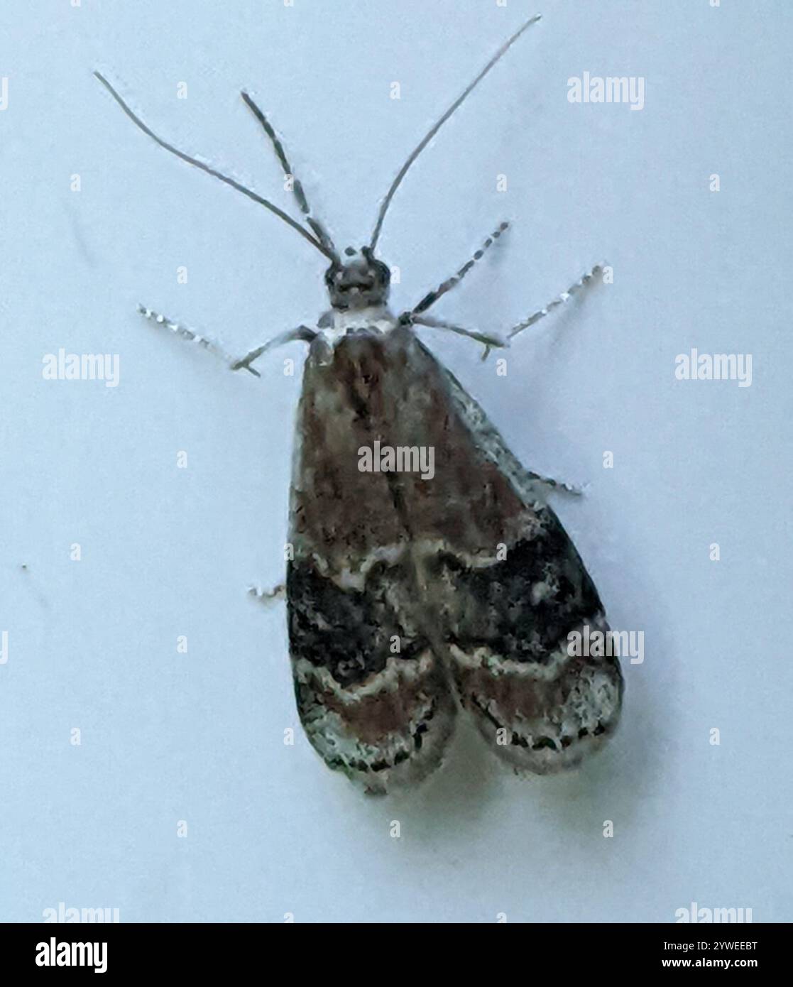 American Plum Borer Moth (Euzophera semifuneralis Stock Photo - Alamy