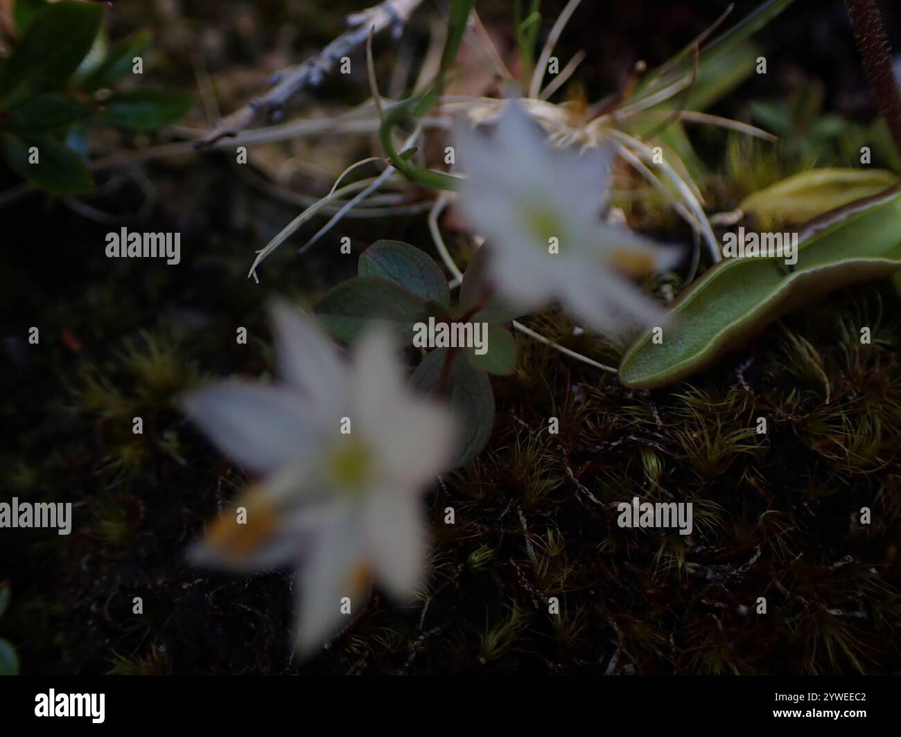 Arctic Starflower (Lysimachia europaea Stock Photo - Alamy