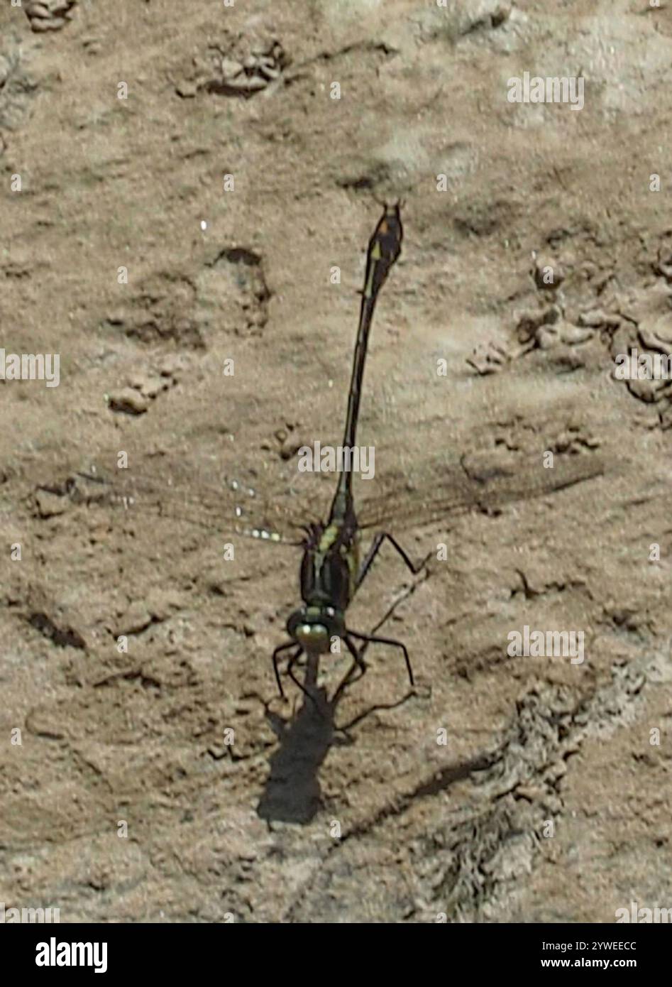 Black shouldered spinyleg hi-res stock photography and images - Alamy