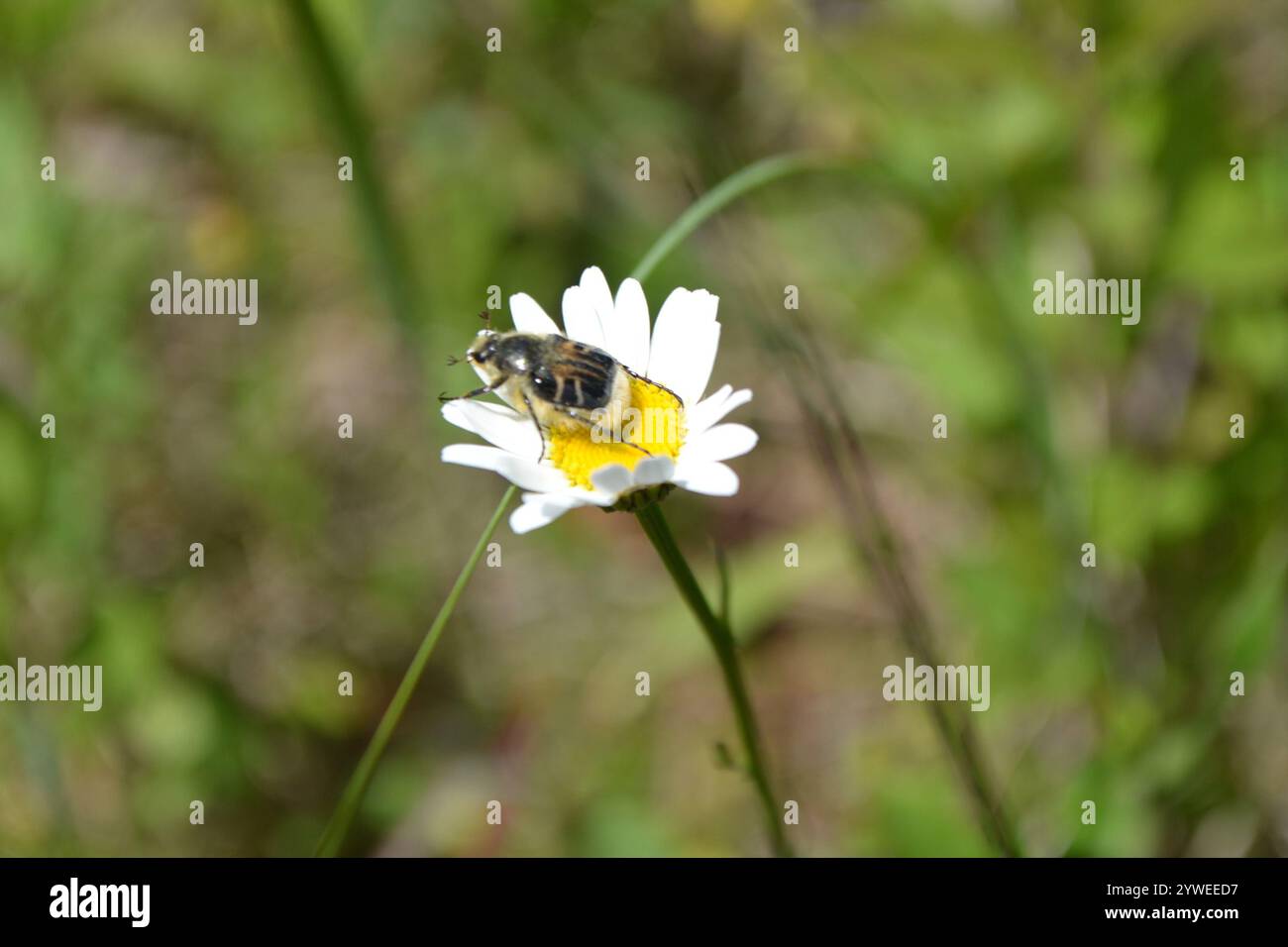 Bee-like Flower Scarabs (Trichiotinus Stock Photo - Alamy