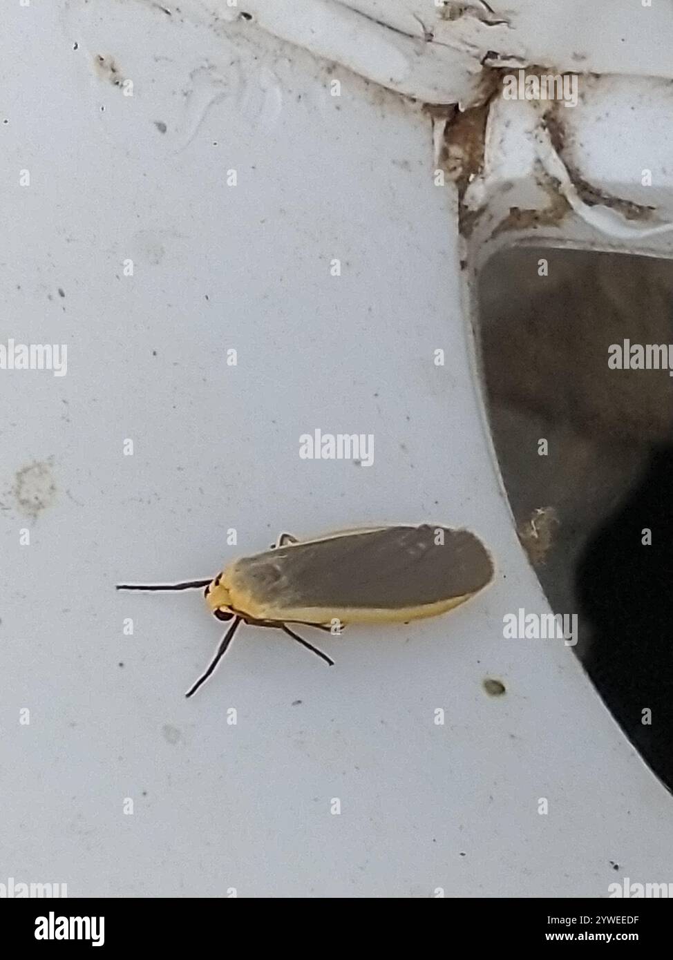 Common Footman (Eilema lurideola Stock Photo - Alamy