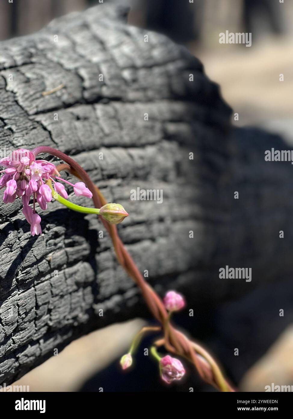 twining snakelily (Dichelostemma volubile Stock Photo - Alamy