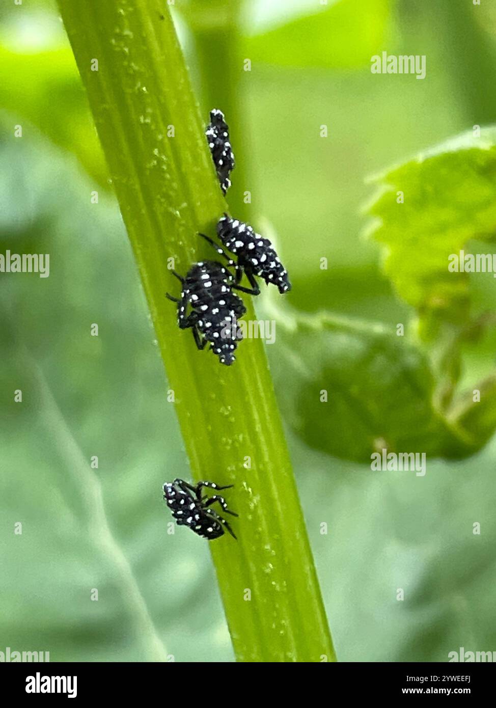 Spotted Lanternfly (Lycorma delicatula Stock Photo - Alamy