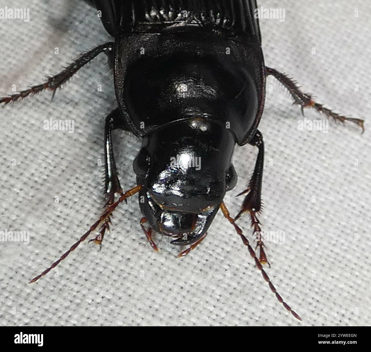 Murky Ground Beetle (Harpalus caliginosus Stock Photo - Alamy