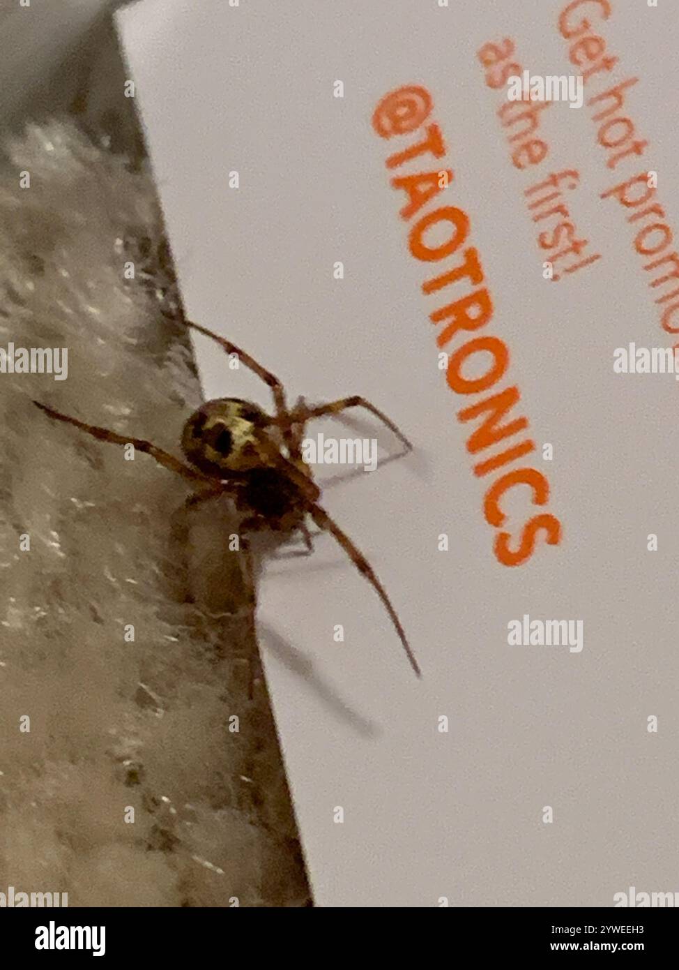 Triangulate Combfoot (Steatoda triangulosa Stock Photo - Alamy