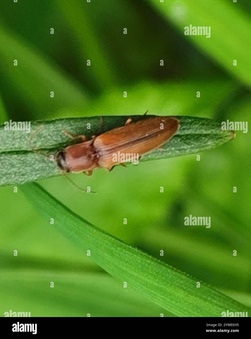 margined click beetle (Dalopius marginatus Stock Photo - Alamy