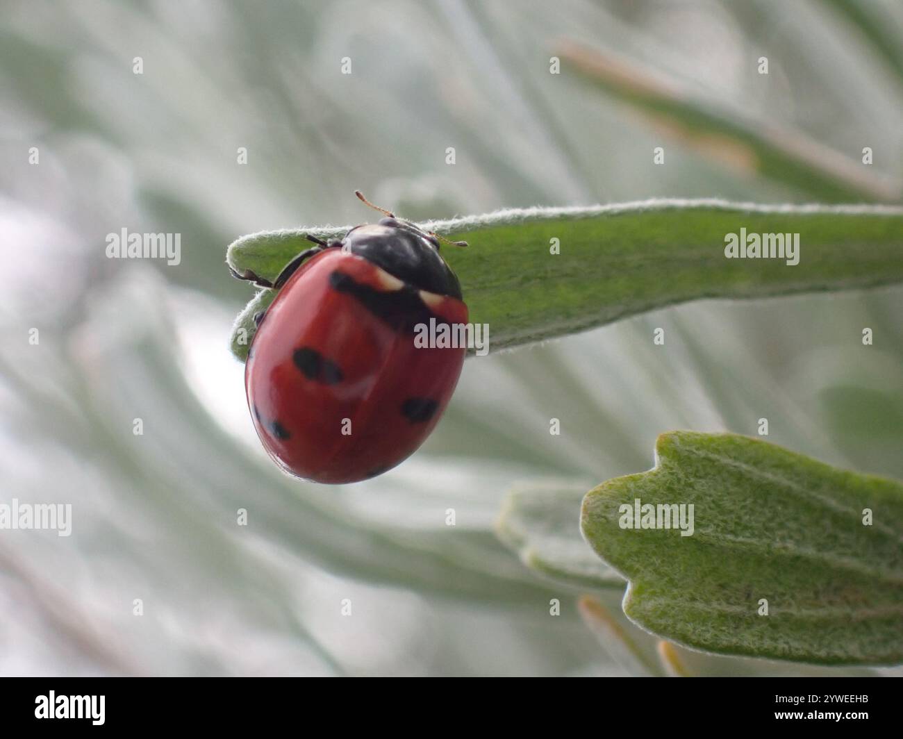 Transverse Lady Beetle (Coccinella transversoguttata Stock Photo - Alamy