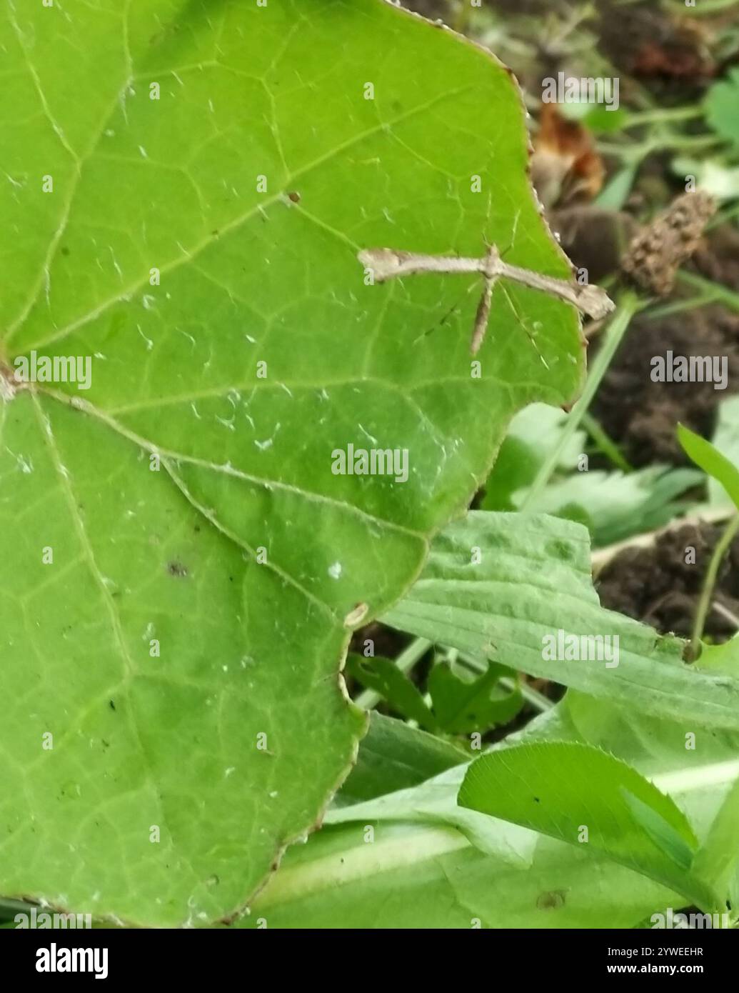 Yarrow Plume Moth (Gillmeria pallidactyla Stock Photo - Alamy