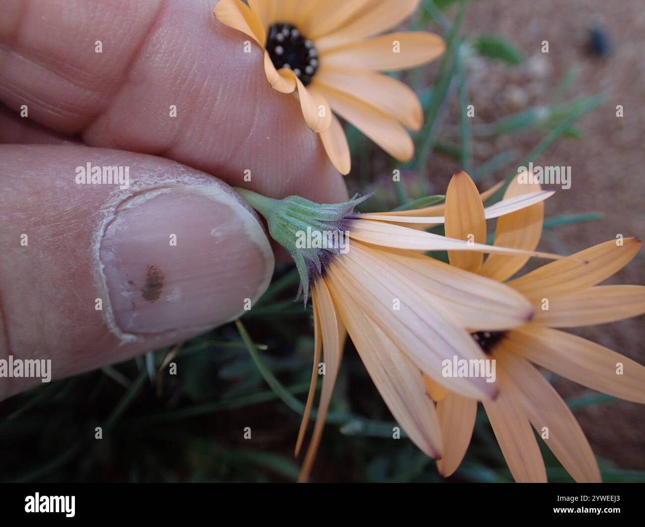 Cape marigold (Dimorphotheca sinuata Stock Photo - Alamy